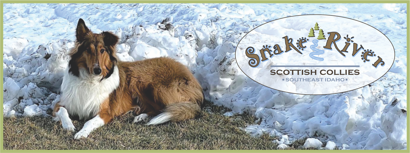 Classic Scottish Collies, Scotch Collies and Rough Collies